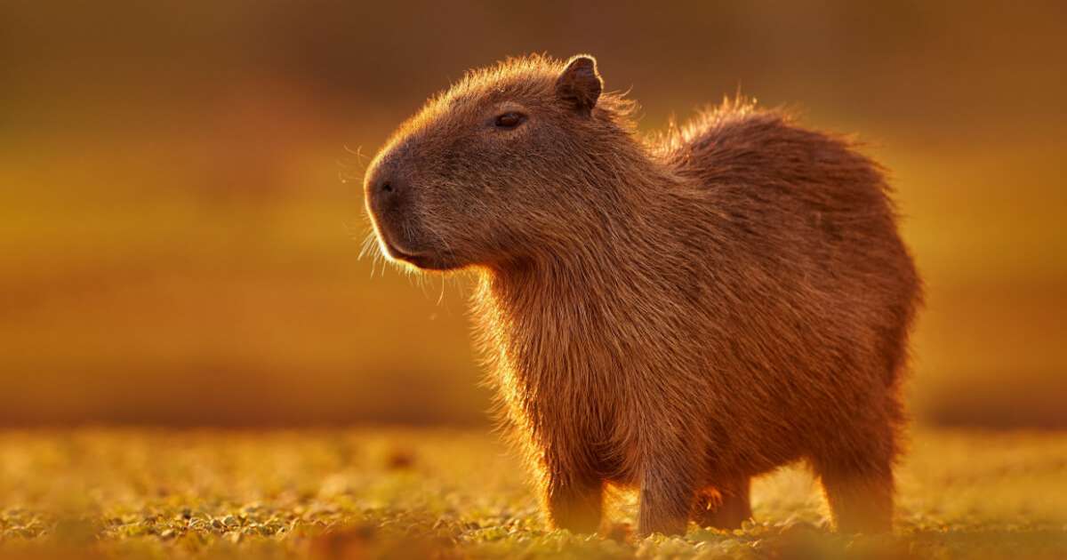 Conheça as características da capivara e veja curiosidades sobre ela