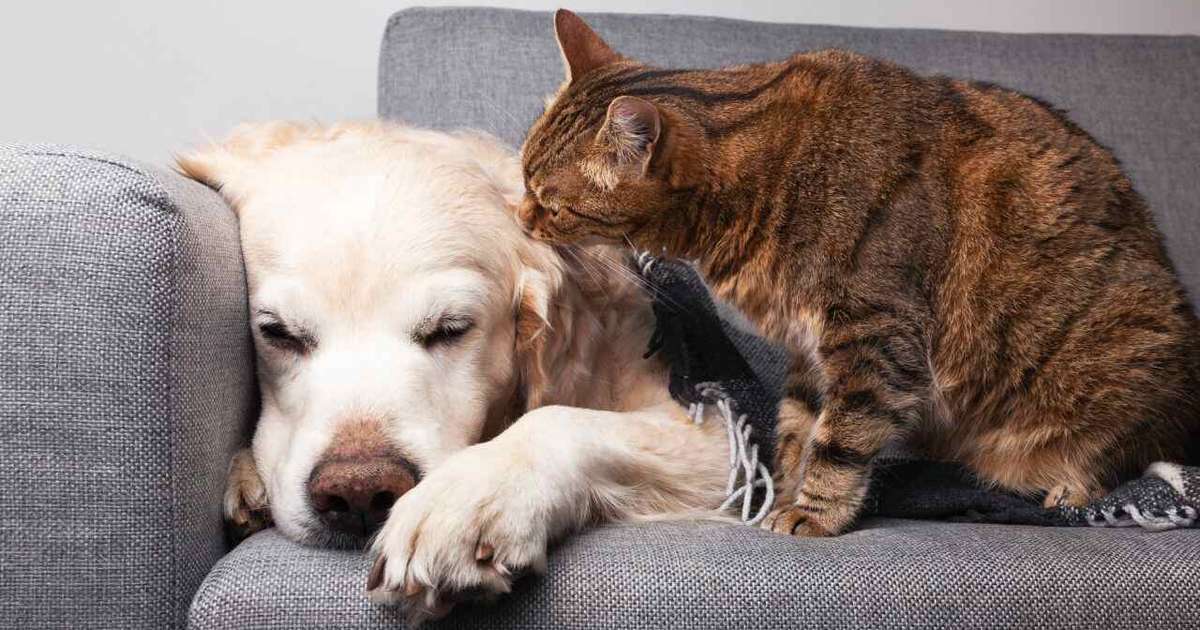 Verminoses em pets: conheça as causas, sintomas e tratamento