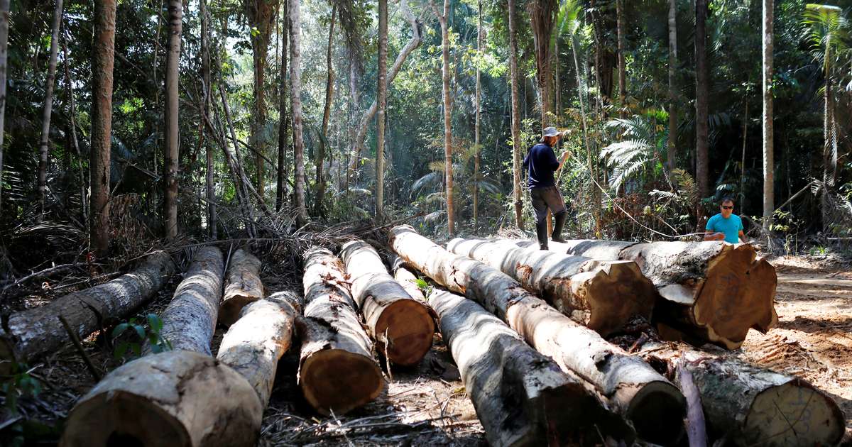 Desmatamento: causas, consequências e impacto no meio ambiente