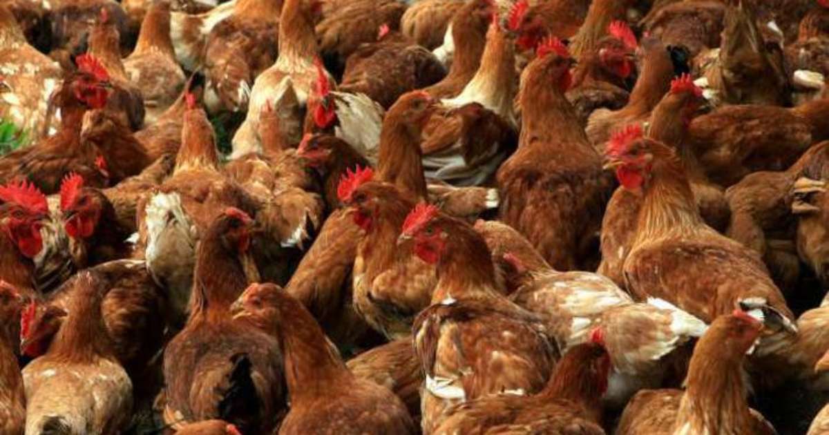 Gripe aviária: é possível se contaminar comendo carne de frango e ovos ...