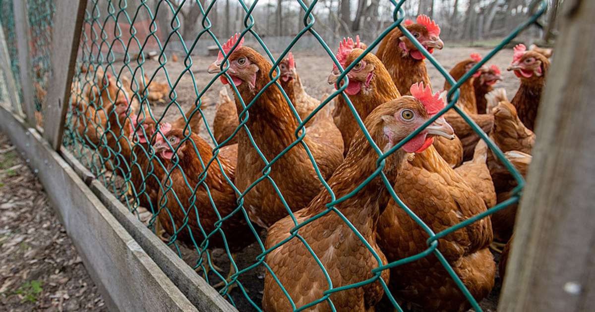 A gripe aviária está em mutação: entenda por que isso assusta
