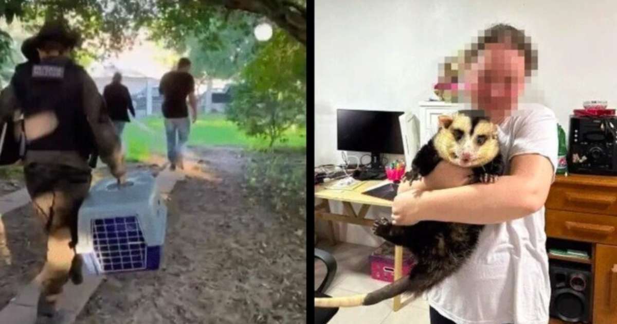 RS: Gambá Emílio com 150 Mil seguidores é apreendido