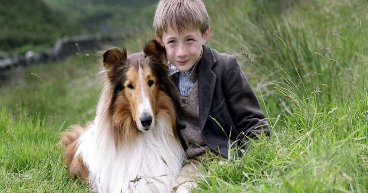 10 cachorros que fizeram sucesso no cinema