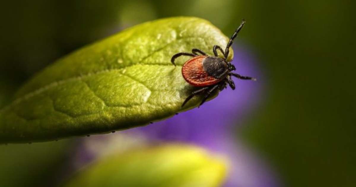 Febre maculosa: 4 dicas para se prevenir da doença de carrapato