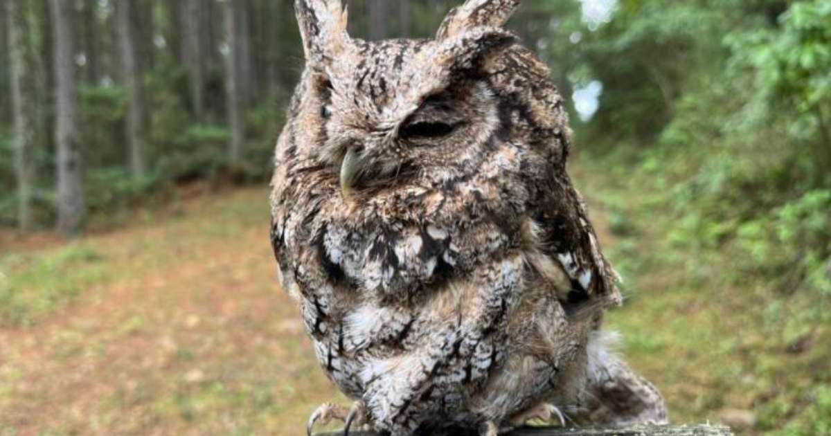 Coruja Mocho-diabo é resgatada na Serra Gaúcha