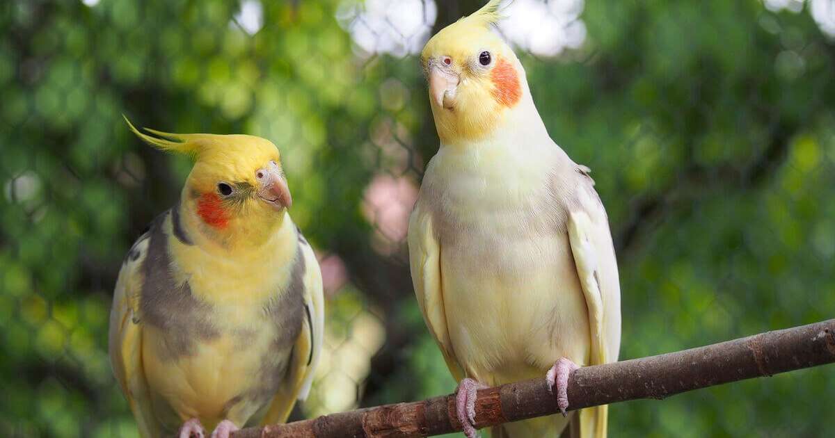 14 dicas para cuidar de uma calopsita