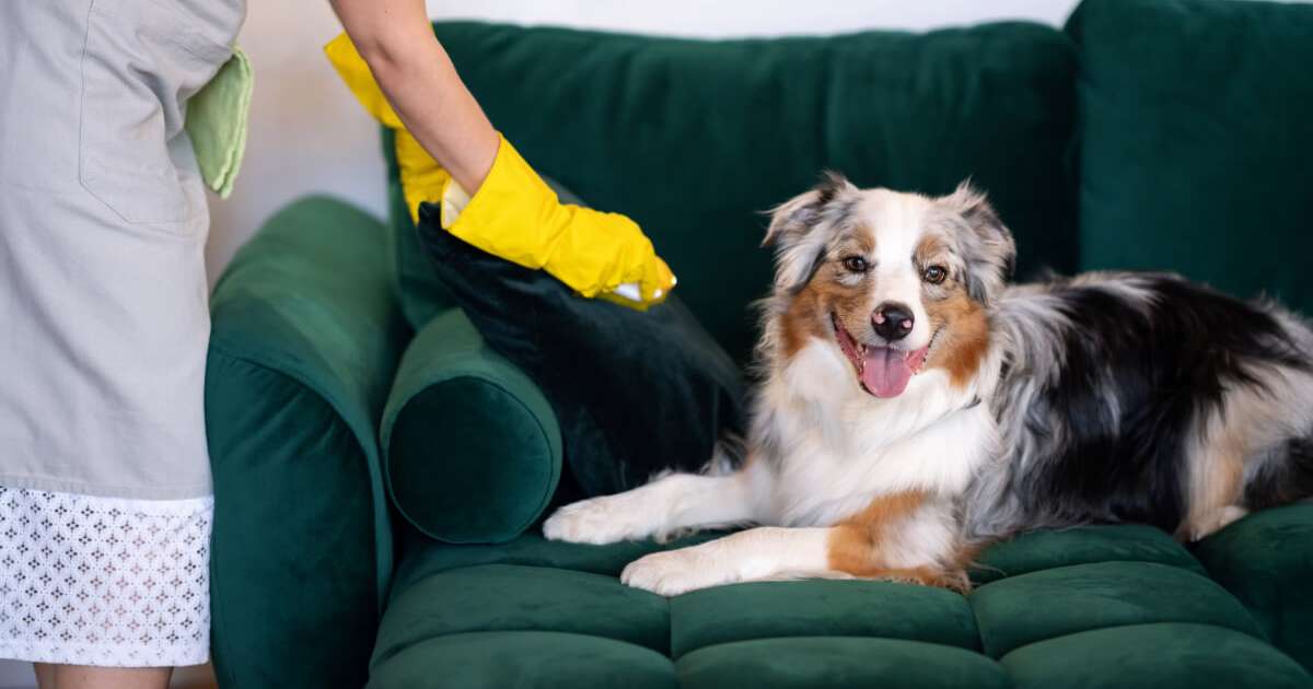 5 dicas de limpeza para casas com animas de estimação