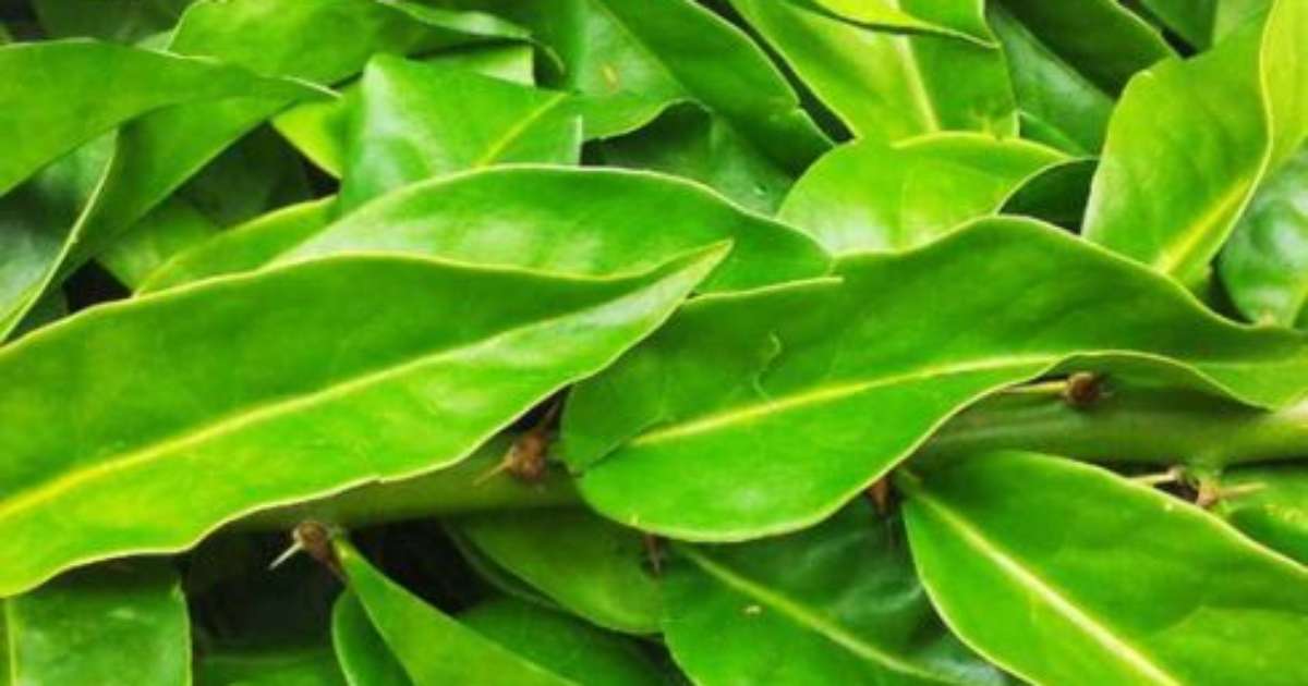 Conheça cinco benefícios surpreendentes do ora-pro-nobis para sua saúde ...