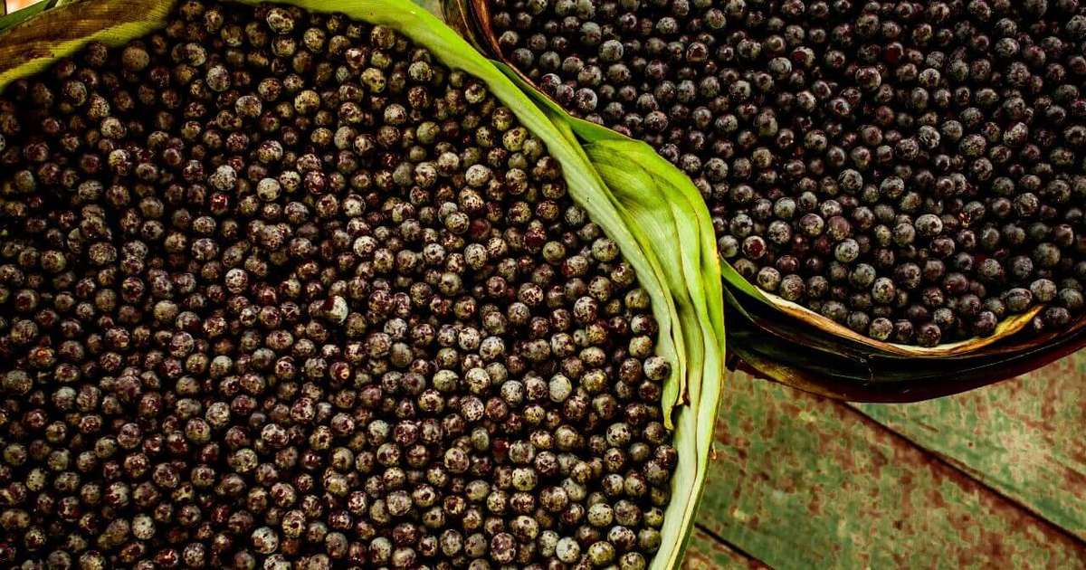 Café de açaí é mais saudável? Entenda os benefícios da bebida
