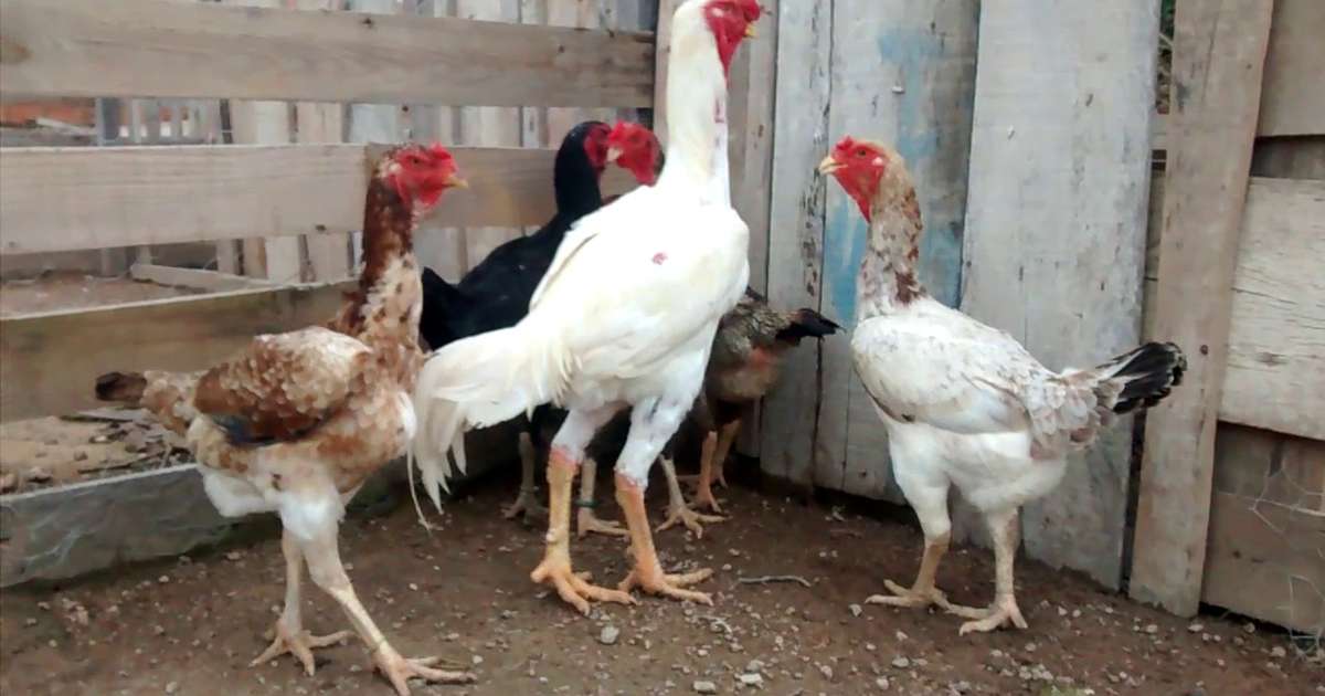 Índio-gigante: saiba mais sobre o enorme galo vendido por mais de R ...