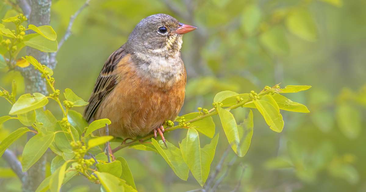Proibido no mundo inteiro: conheça o ritual gastronômico de comer um ...