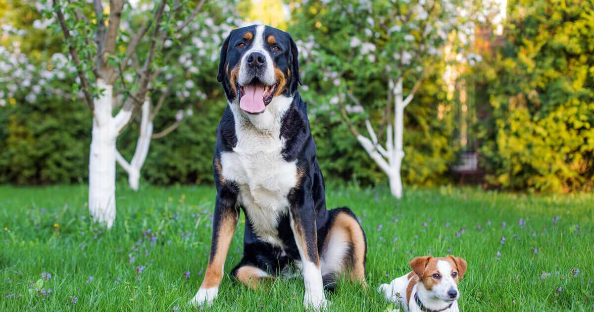 6 fases do crescimento de um cachorro