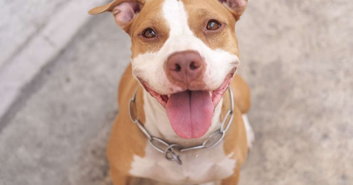 Tudo o que você precisa saber sobre o cachorro pitbull
