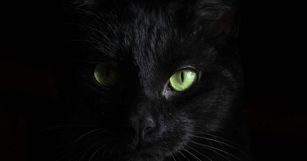 Conheça o gato mais rico do mundo, Blackie, que tem fortuna avaliada em ...