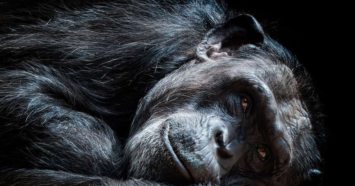 Chimpanzés conseguem reconhecer rostos após duas décadas