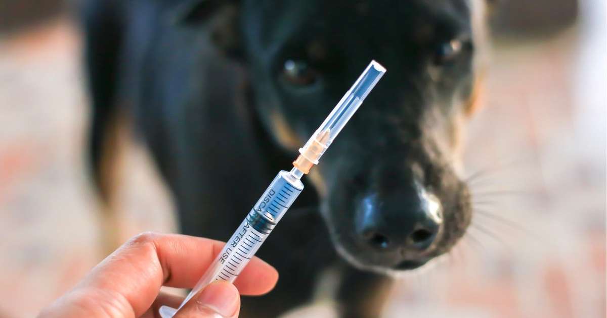 Raiva humana: conheça os sintomas, a transmissão e a prevenção