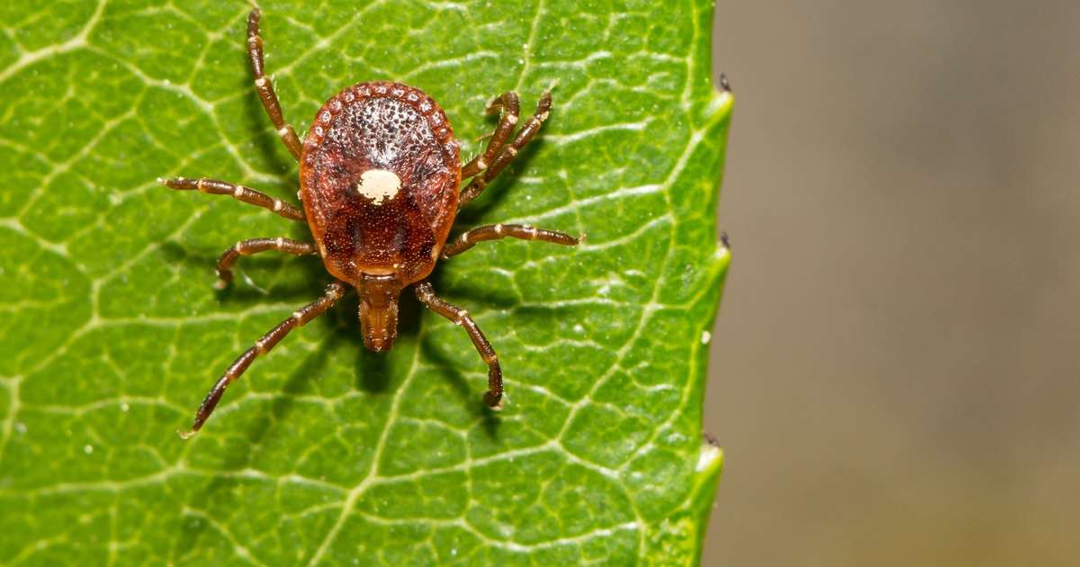 Como este carrapato está causando alergia a carne vermelha nas pessoas
