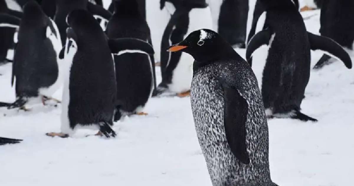 Pinguim preto é registrado na Antártida; espécie é considerada rara
