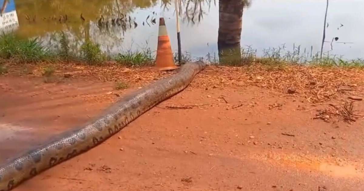 Biólogo flagra imagem rara de sucuri de 6 metros entrando em lago