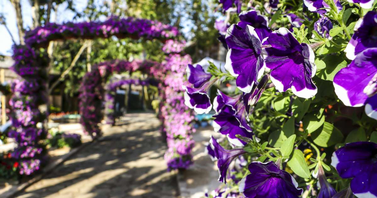 Expoflora de Holambra: atrações, ingressos, como chegar