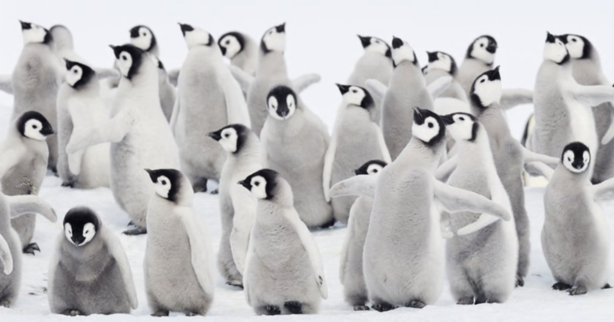 A morte chocante de milhares de bebês pinguins por gelo derretido na ...