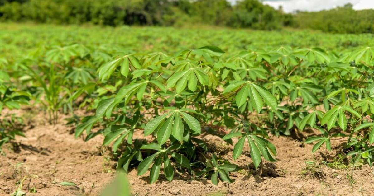 Maniçoba: saiba mais sobre a receita típica do Norte brasileiro