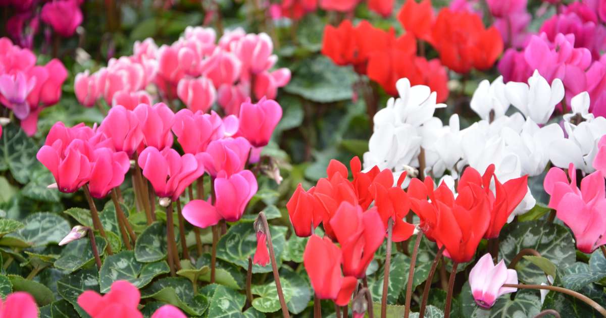 Como plantar e cuidar de ciclame