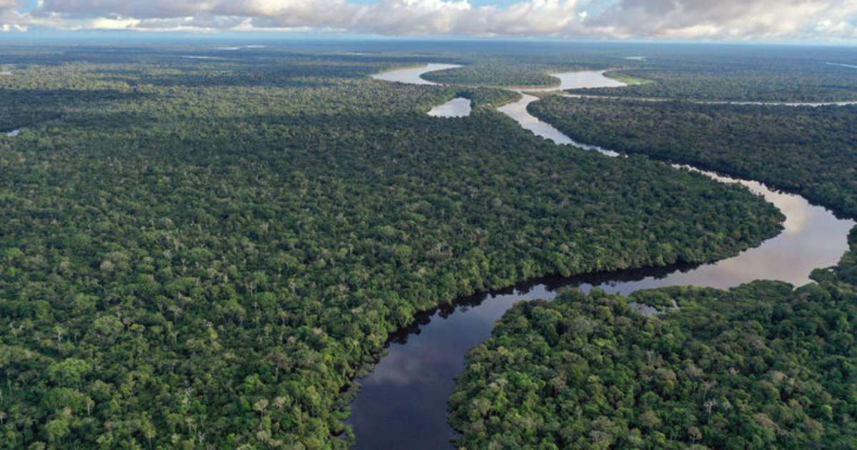 Dia da Amazônia: a importância da maior floresta tropical do planeta