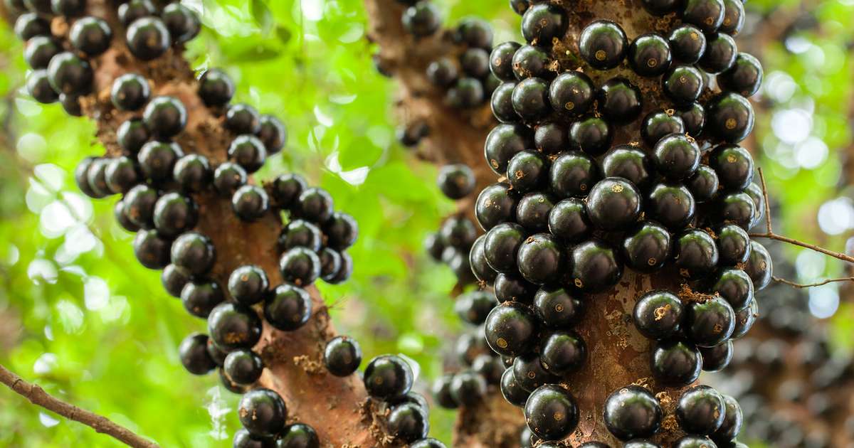Você sabia que a jabuticaba só existe no Brasil e poucos países vizinhos?