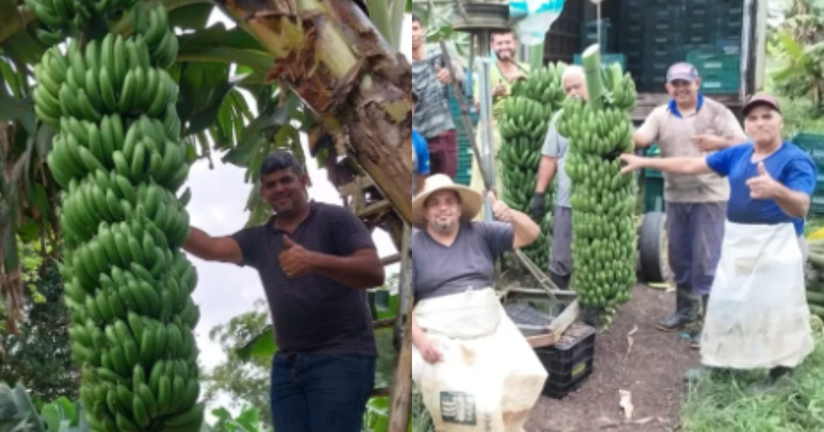 Família colhe cacho de banana com mais de 90 kg em SP