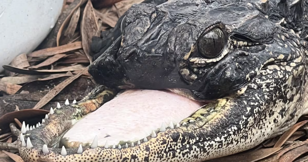 Jacaré flagrado sem a mandíbula superior viraliza na web e ganha novo ...