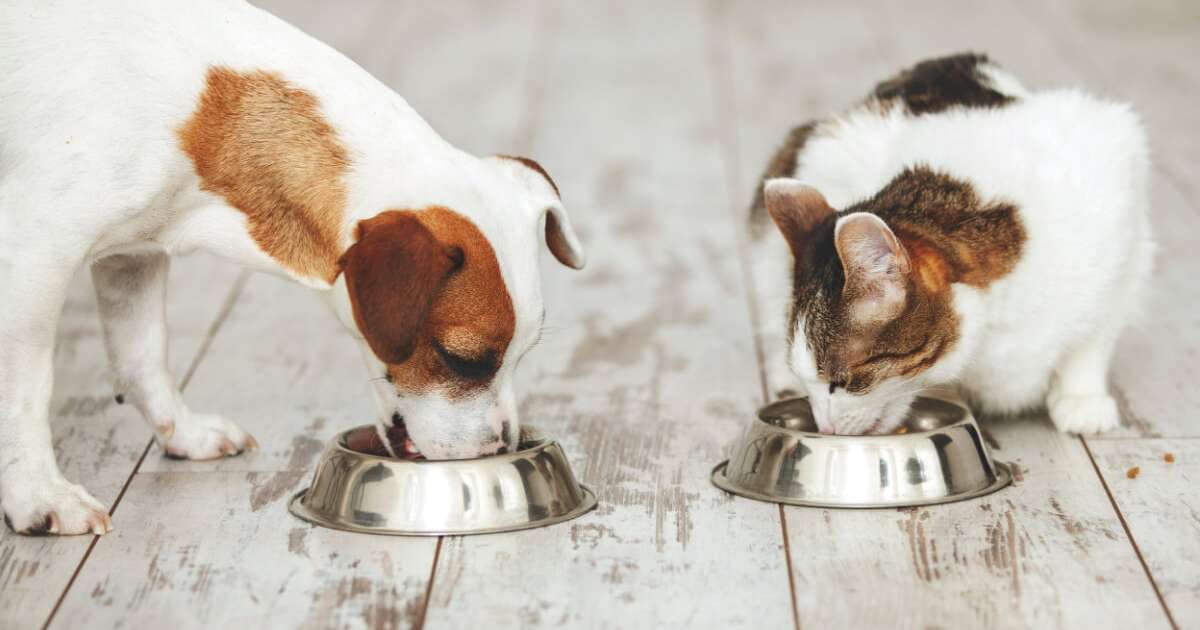 Conheça os benefícios dos alimentos úmidos para cães e gatos