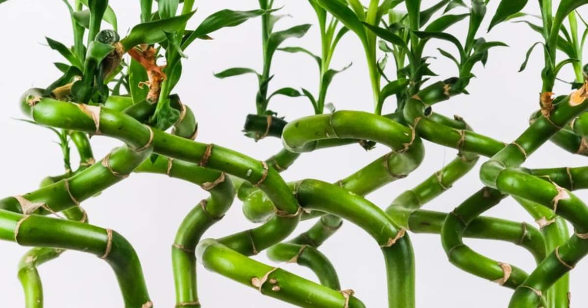 Bambu da sorte: como cuidar da planta que promete prosperidade o ano todo
