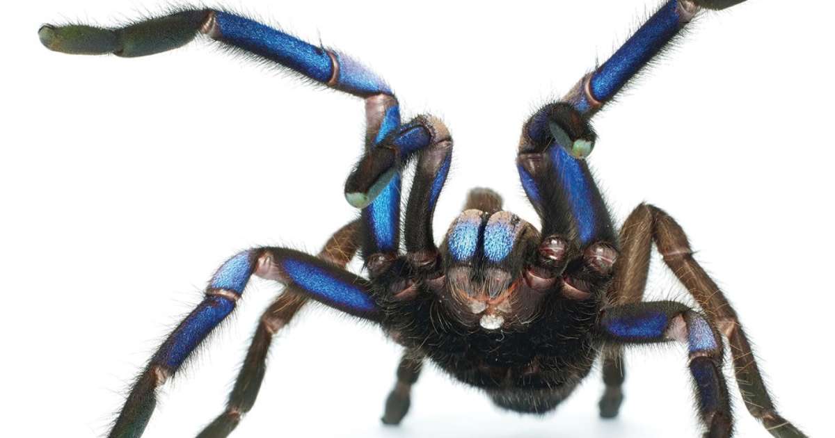 Aranha azul "elétrica"? Espécie com visual tipo Besouro Azul é descoberta