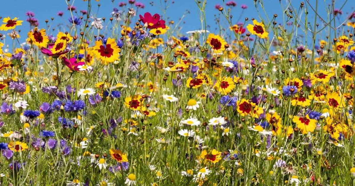 Primavera: 4 espécies de flores da época e como cuidar delas