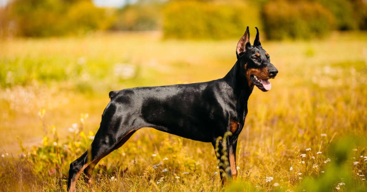 Dobermann: conheça essa raça que faz parte do grupo dos pinschers