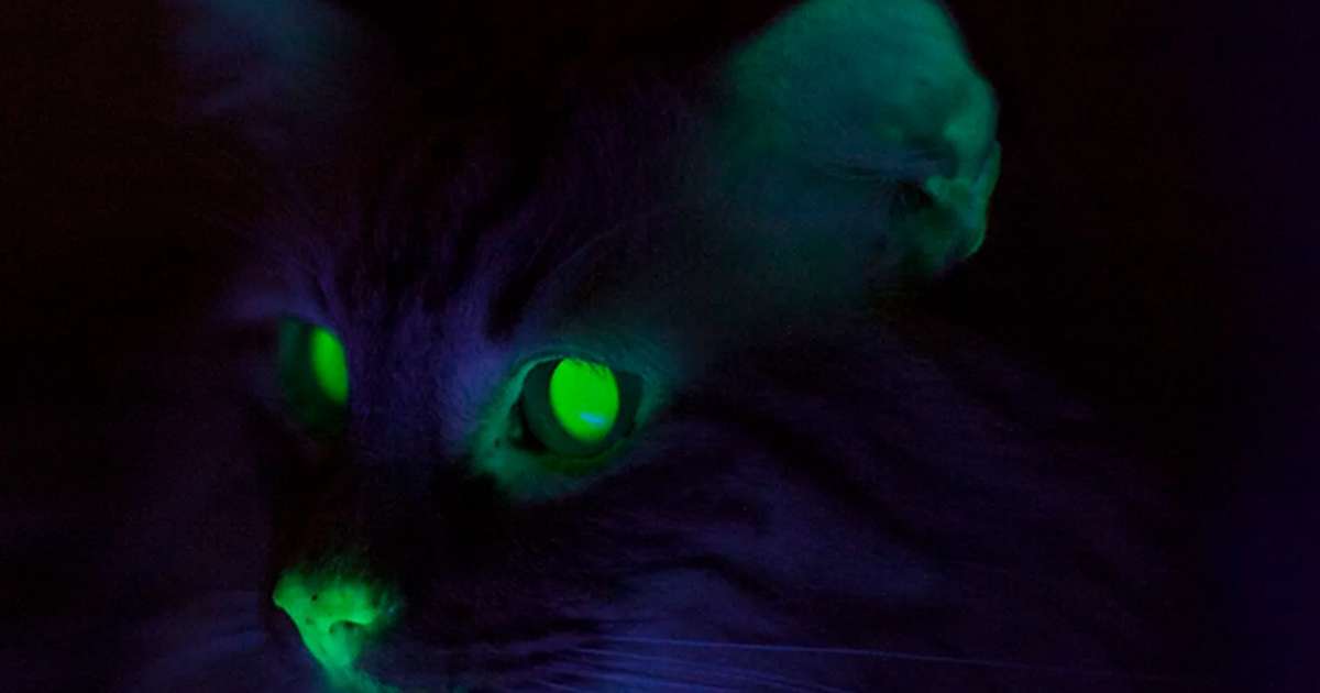 Gato fluorescente? Estudo revela que felinos brilham no escuro