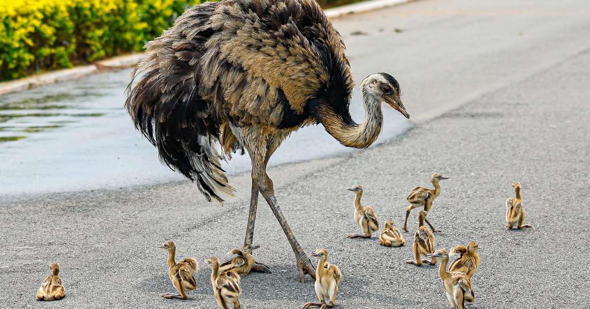 Lula posta foto de filhotes de ema no Alvorada e provoca Bolsonaro ...