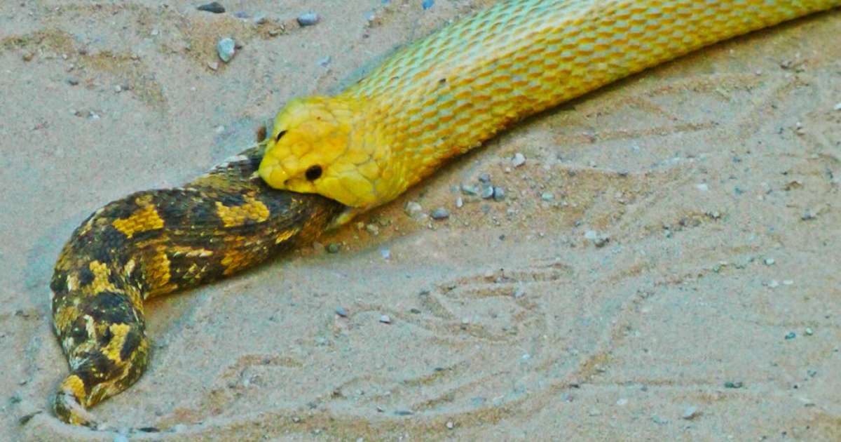 Cobra devora víbora na África: entenda como isso acontece