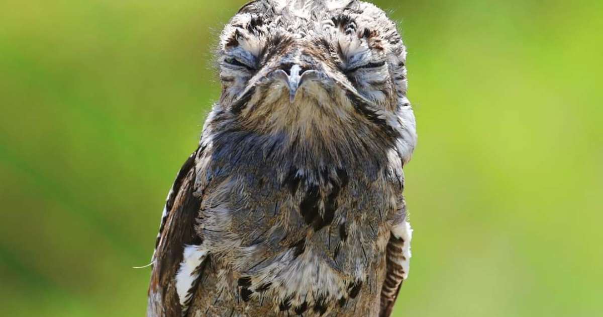 Fotógrafo amador registra imagens de urutau, a 'ave fantasma', no interior de SP; veja