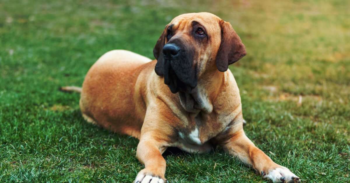 6 raças de cachorros brasileiros para conhecer