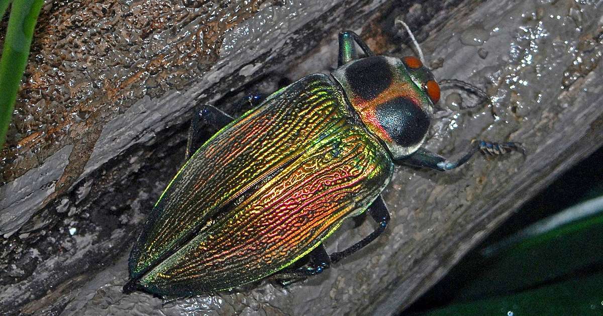 Besouro gigante e metálico ameaça árvores de Fortaleza; conheça a espécie