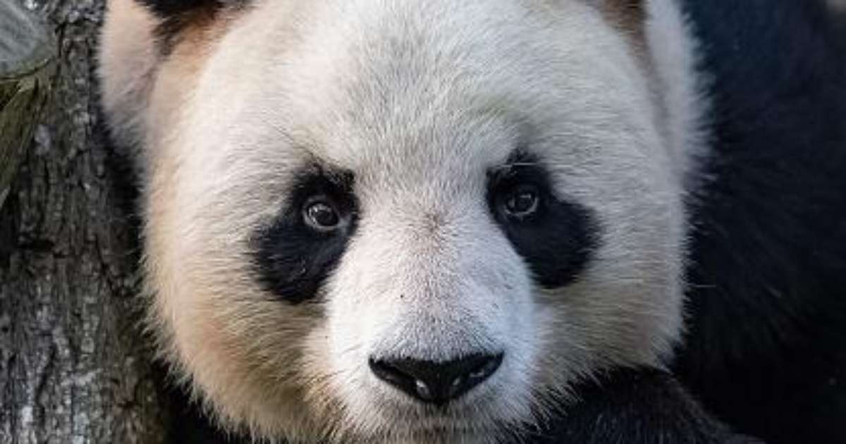 5 animais que estão vencendo a luta contra a extinção