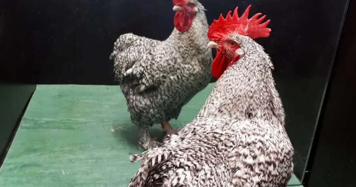 Galos podem se reconhecer no espelho, diz estudo