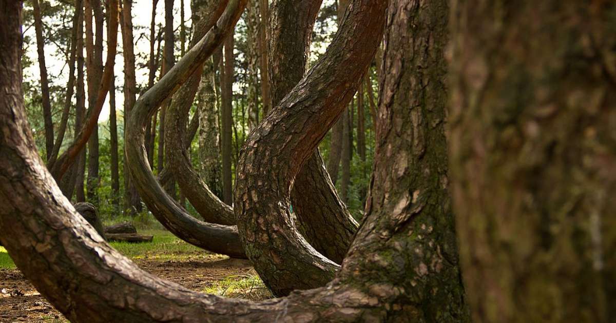 O mistério das árvores deformadas em floresta da Polônia