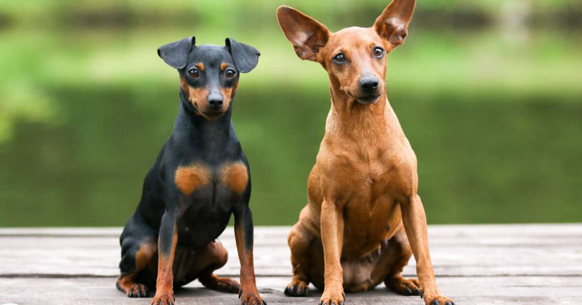 Entenda as diferenças entre os pinschers 0, 1, 2 e 3