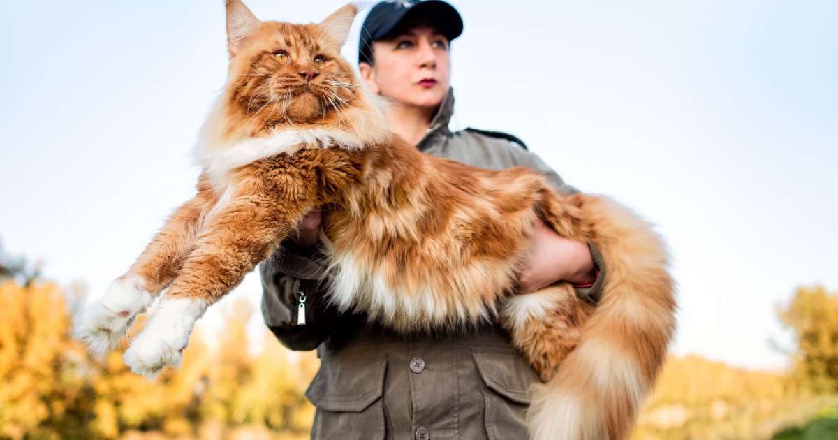 6 raças de gatos grandes para conhecer