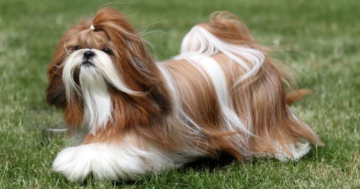 8 diferenças entre as raças lhasa apso e shih tzu