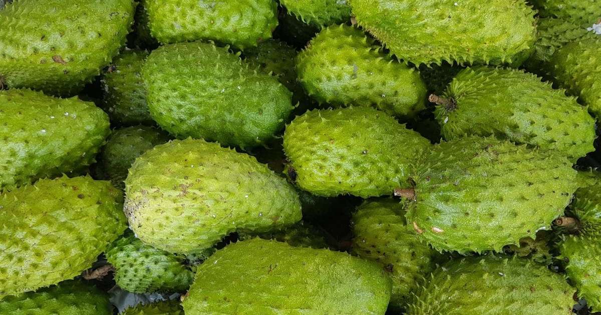 Graviola: 4 benefícios da fruta e de seu suco