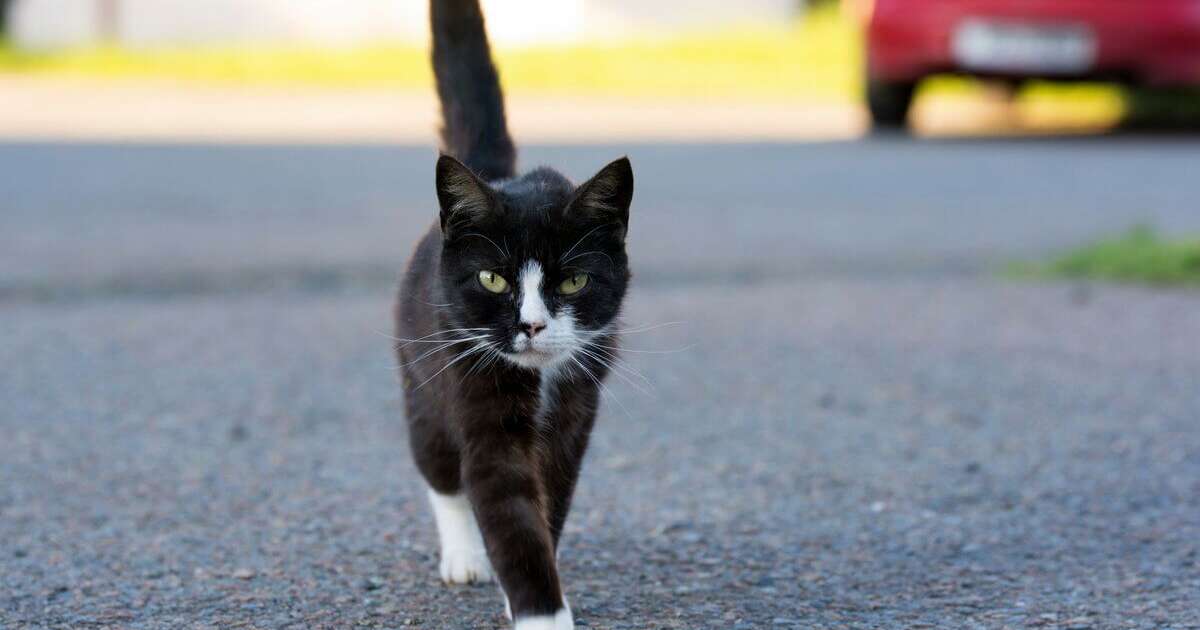 10 dicas para passear com o gato na rua